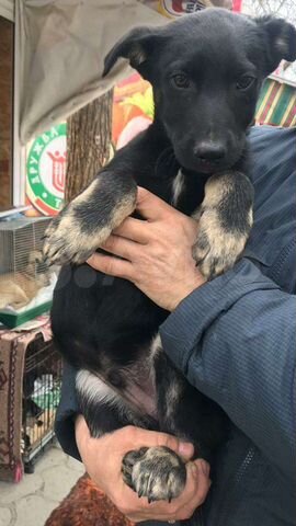 Щенки хорошие