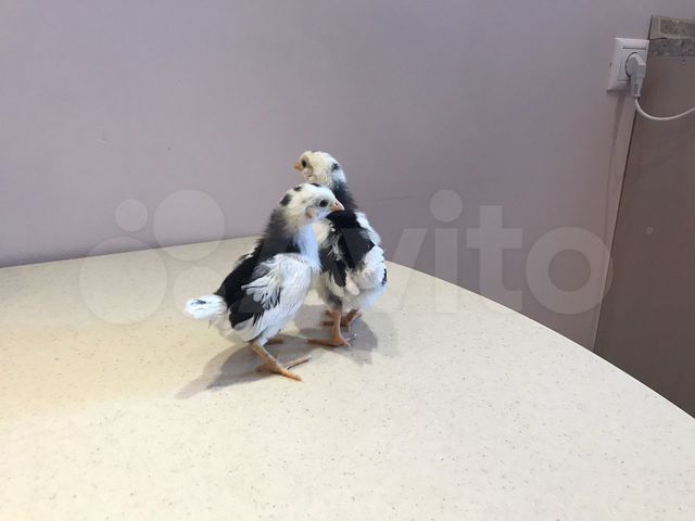 Леггорн далматинец