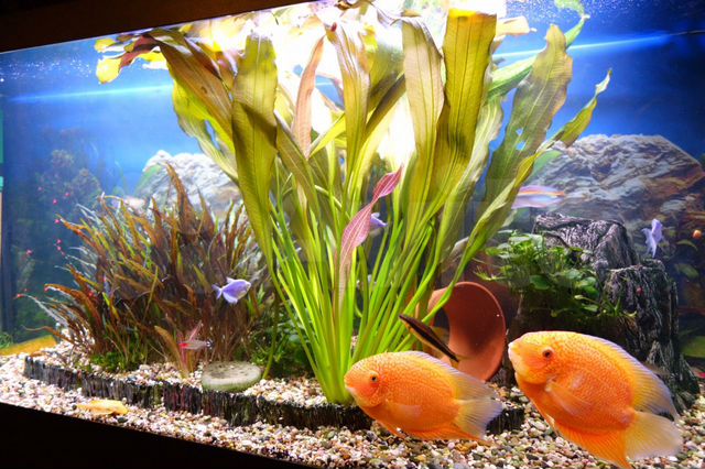 Растение Эхинодорус Флоренс