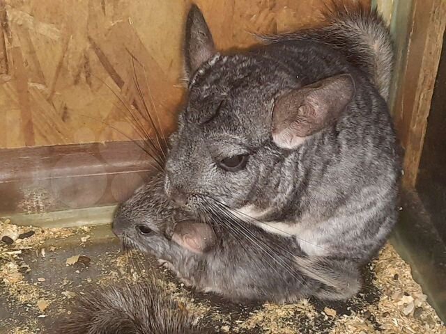 Шиншилла