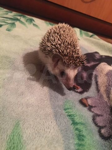 Вяска с африканским карликовым ежом