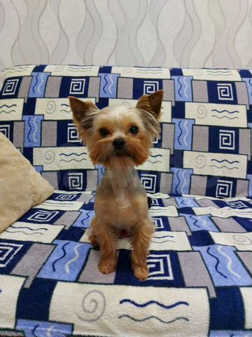 Йоркширский терьер