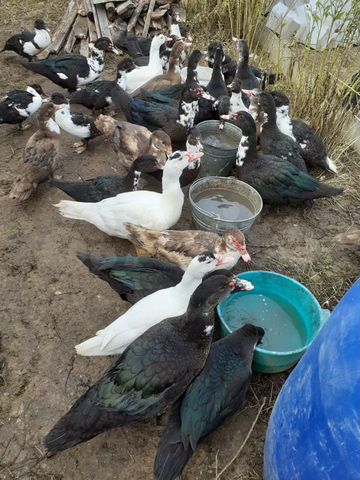 Селезень индоутки