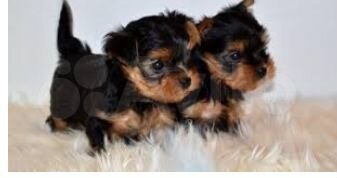 Йорки мальчики Супер мини