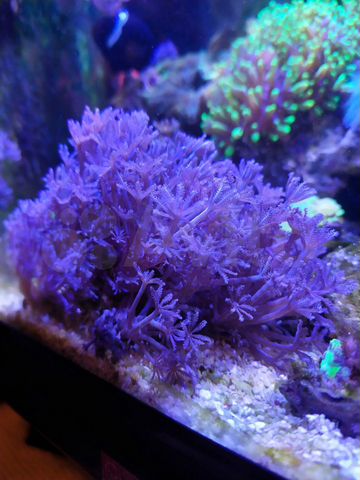 Живые кораллы