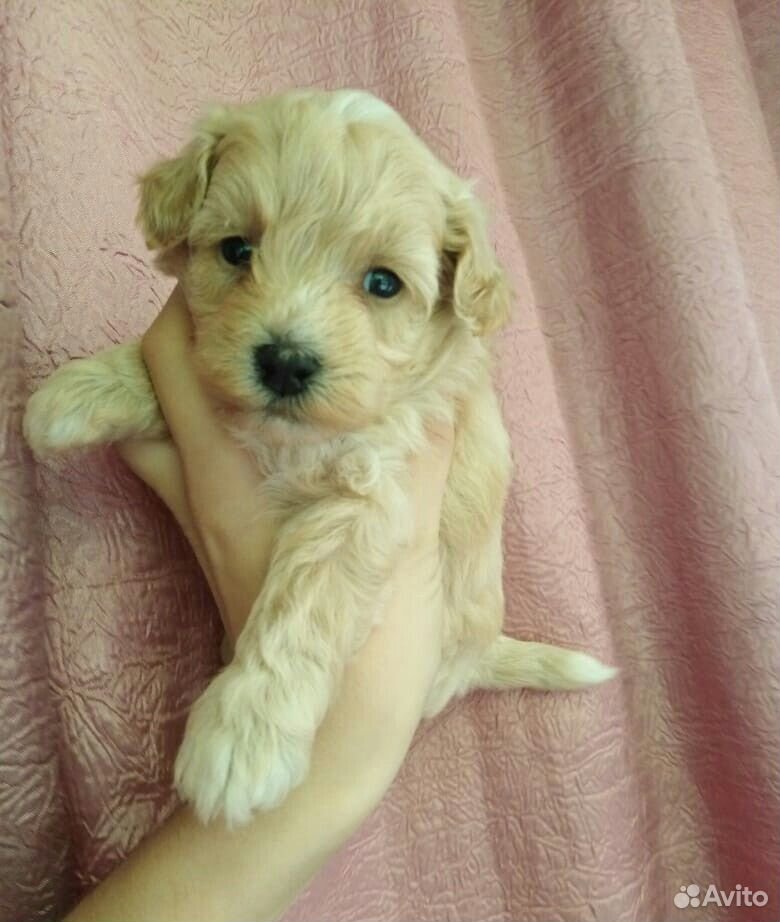 Девочка Мальтипу Ф1 нежная карамелька