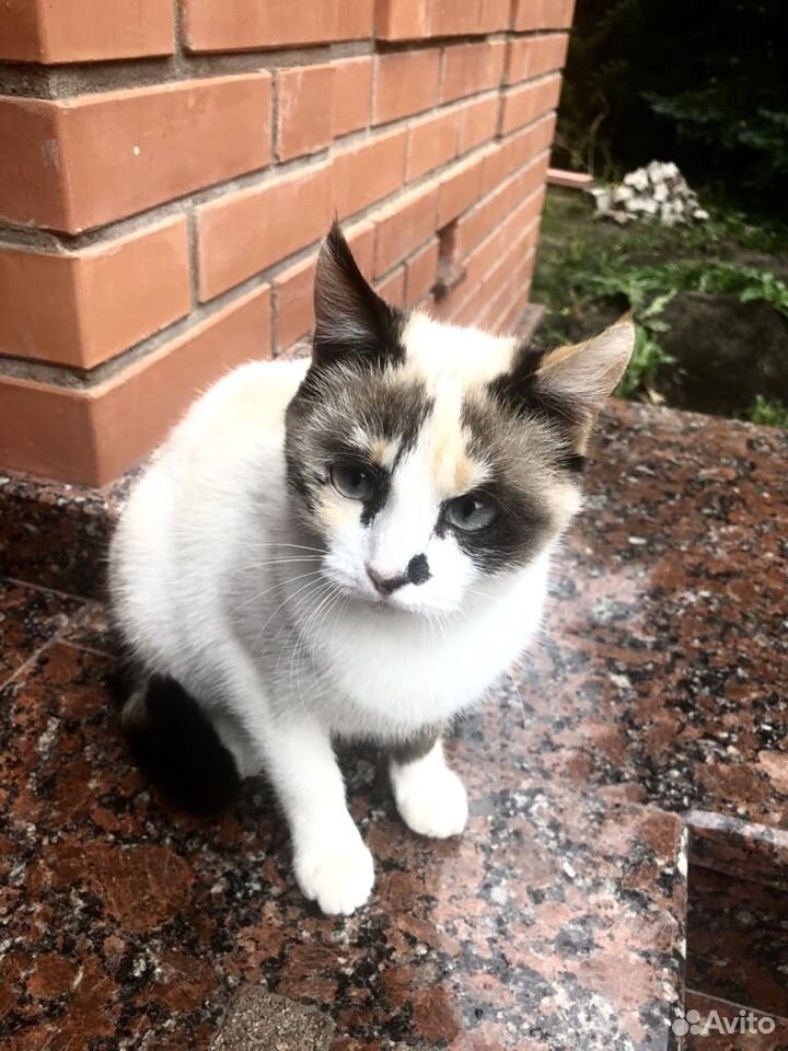 Котенок девочка голубоглазая в дар