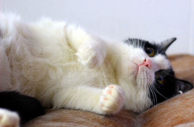 Кошечка Милли