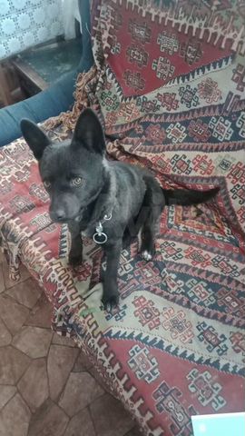 Отдам в добрые руки собаку помесь корги