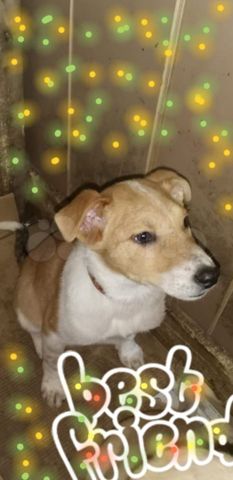 Золотые лабродорчики