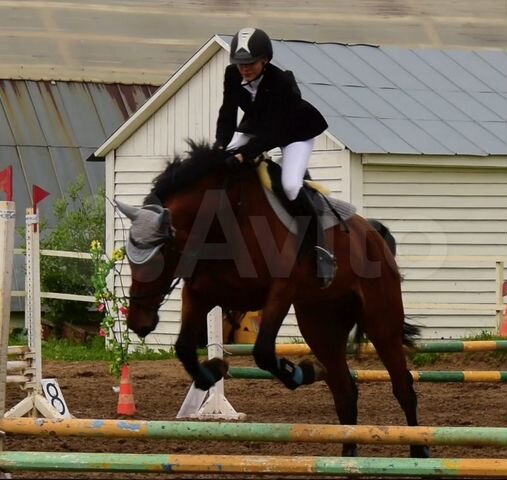 Конкурная кобыла в аренду (запад Москвы)