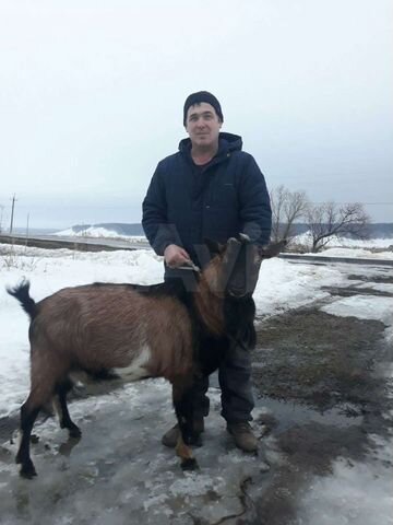 Альпийский племенной козёл, 3.5 года