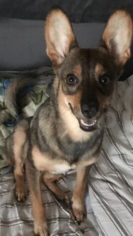 Маленькая дворняжка