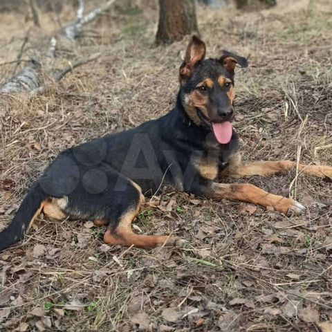 Умнейшая девочка ищет дом