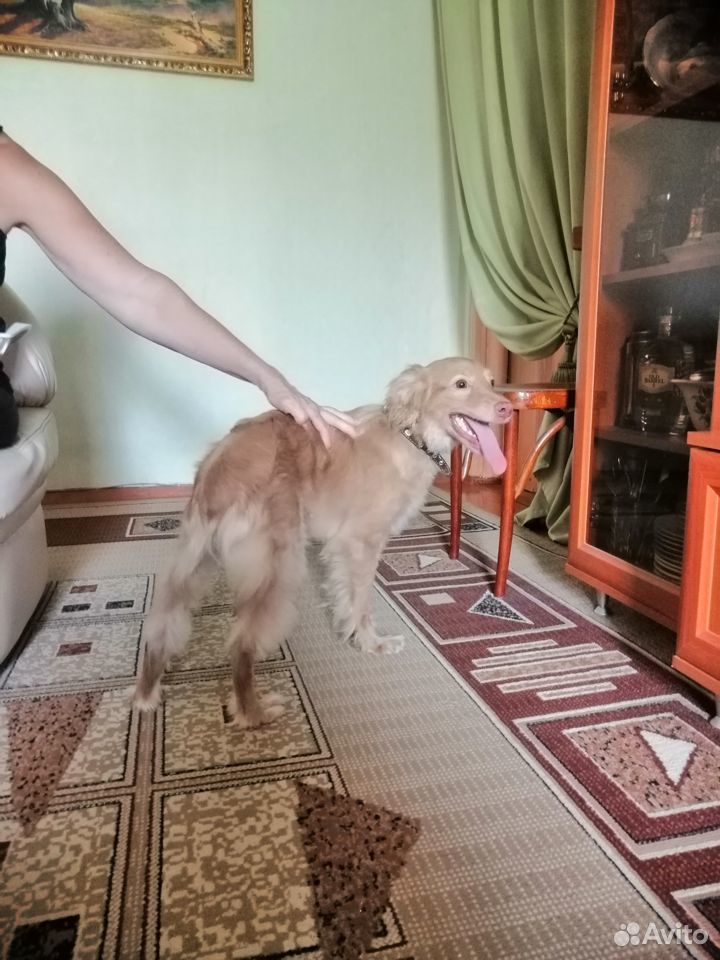 Отдам собаку добрым хозяевам