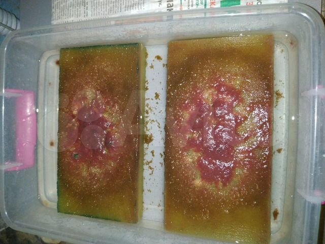 Аулофорус - живой корм для рыбок