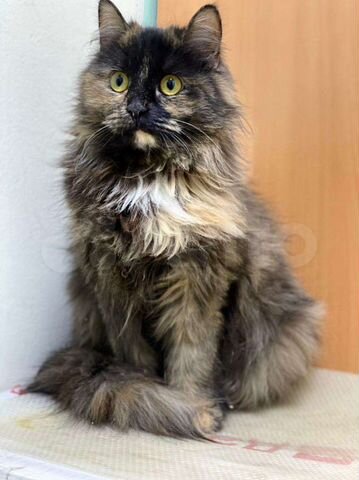 Ищем добрые руки