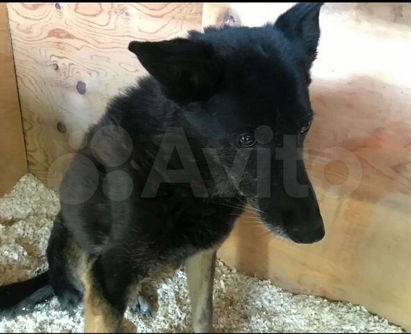 Умка в добрые руки