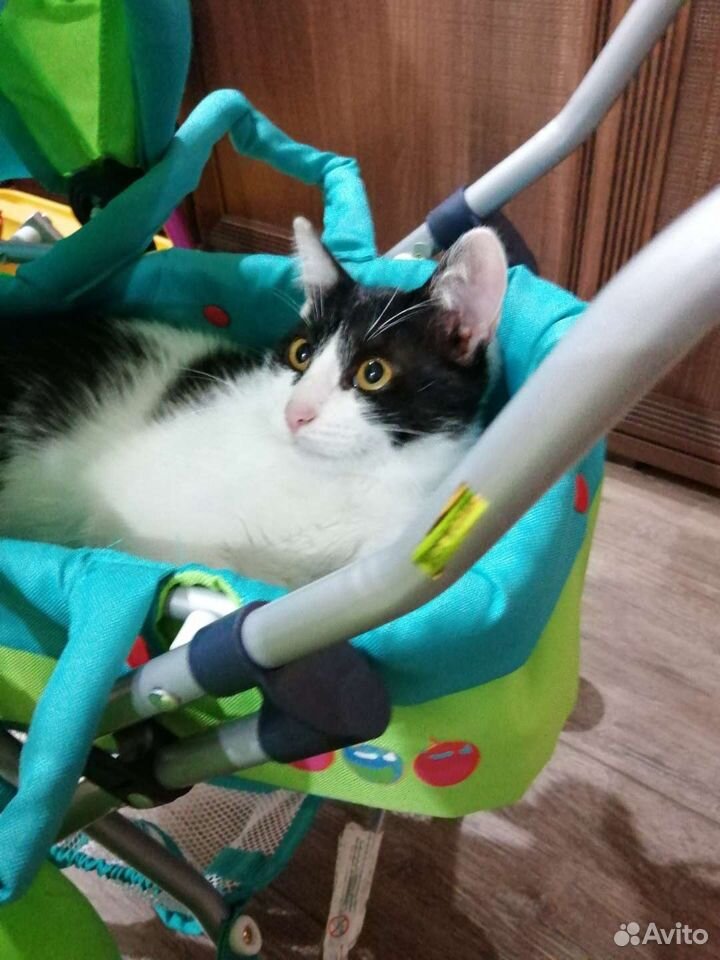 Котенок Кузя - Музя