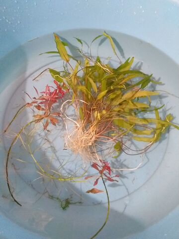 Растения прополка