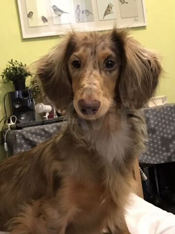 Вязка, случка, ищет девочку, таксу стандарт, мал