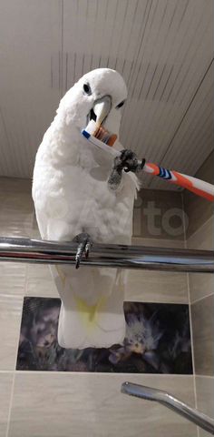 Соломонов какаду