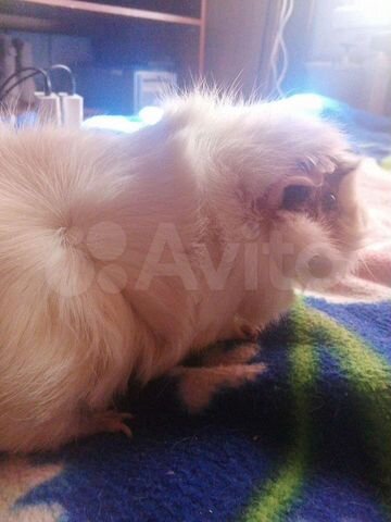 Морские свинки