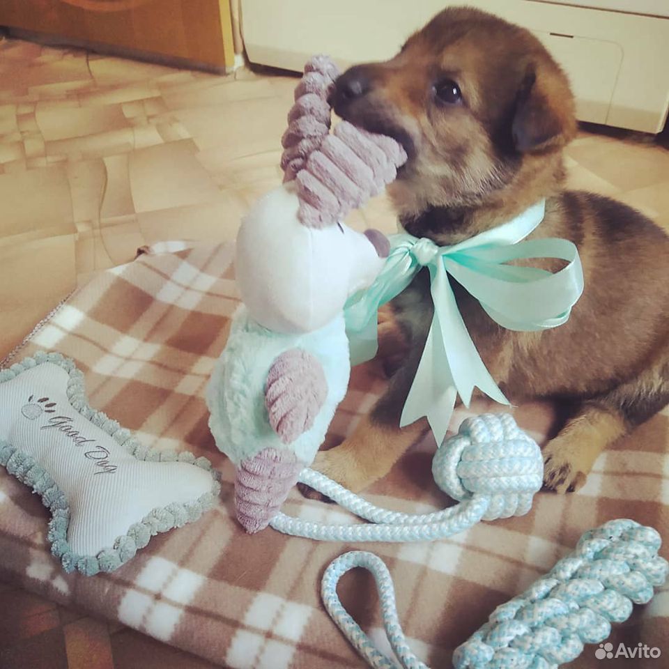 Щеночек особенный малыш, 2мес от роду