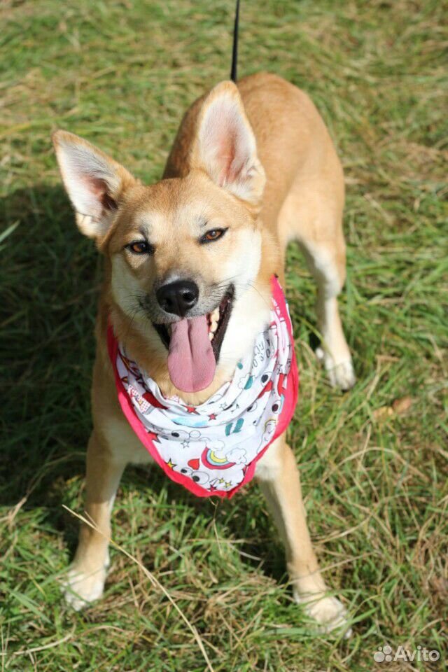 Очень ласковая собака из приюта