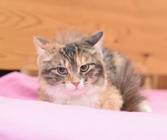 Котёнок девочка 4 мес