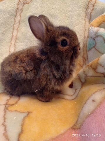 Карликовые домашние крольчата.45дн