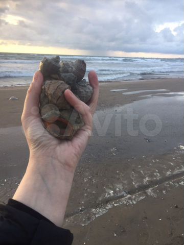 Ракушки рапанов