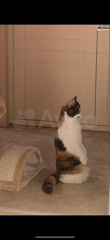 Ищу котика на вязку