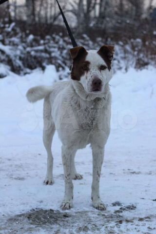 Манчо в добрые руки