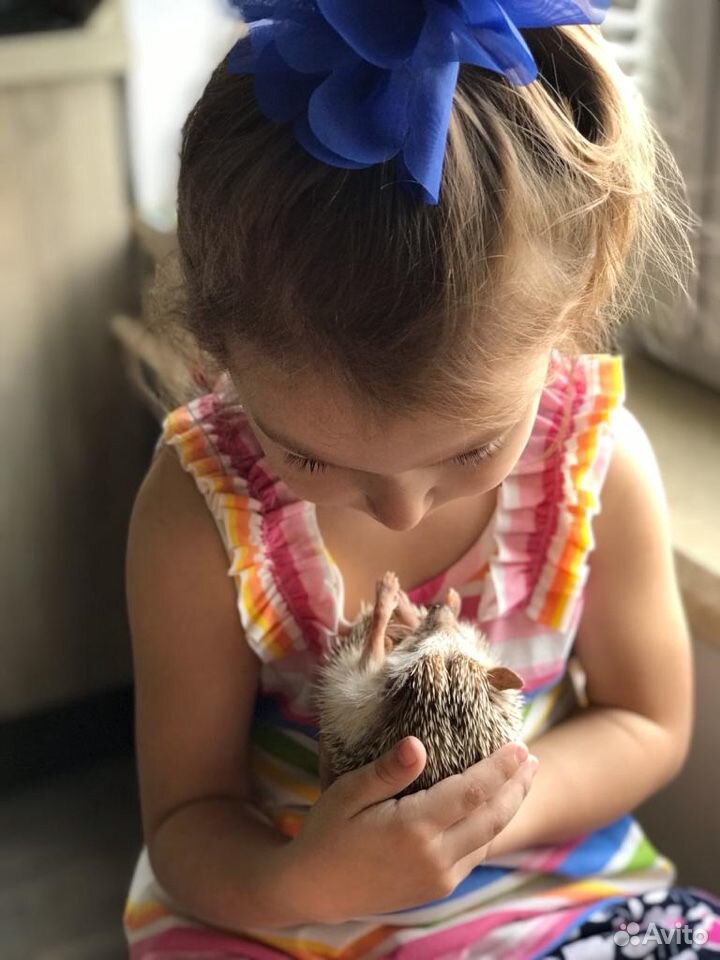 Продам ёжика