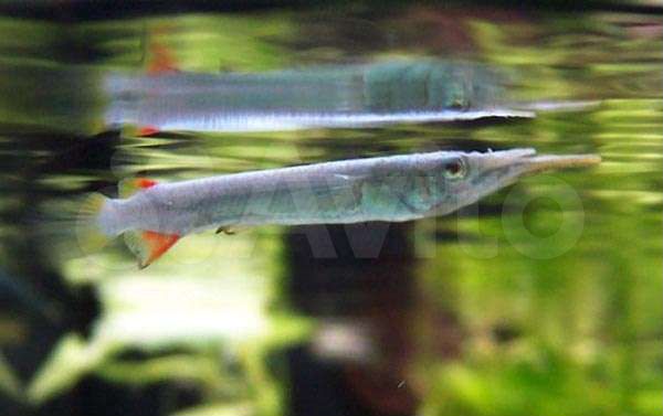 Дермогенис карликовый