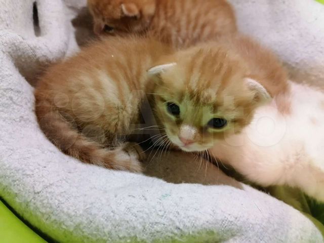 Рыжие котята ищут дом