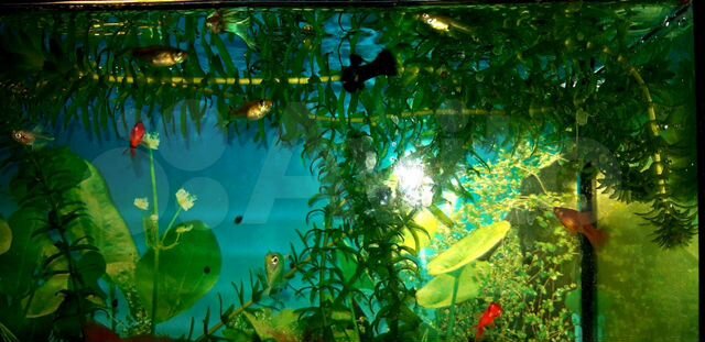 Элодея водоросль для аквариума