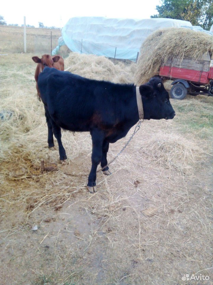 Продам телят