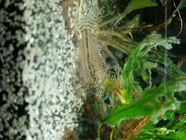 Коридорам Джули и Панда