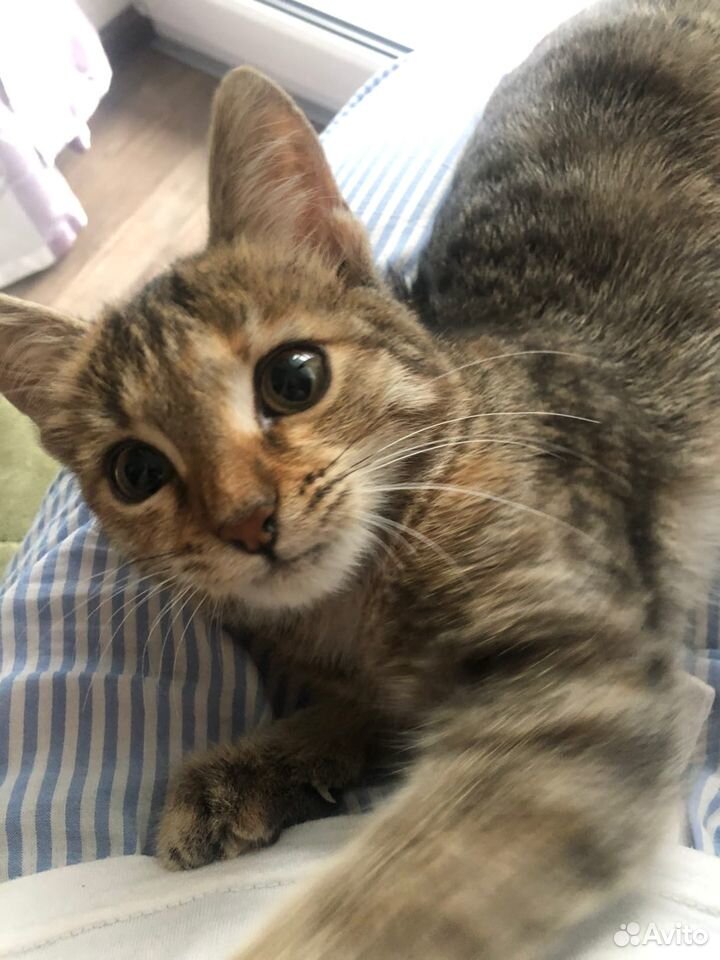 Отдадим котёнка в добрые руки даром