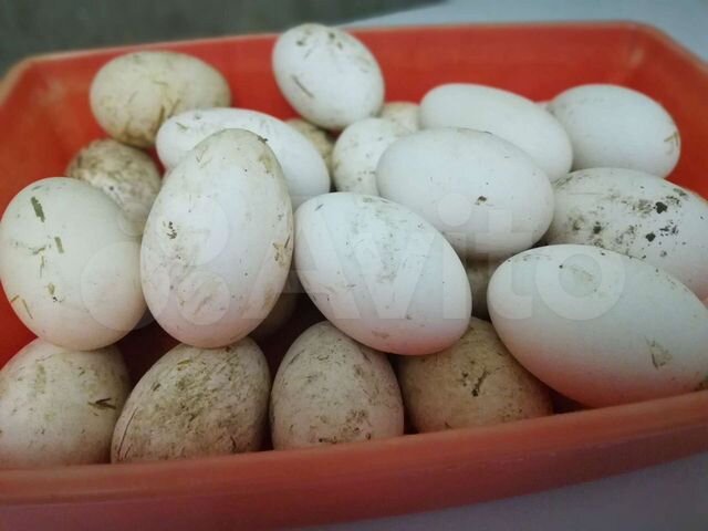 Яйца гусиные инкубационные