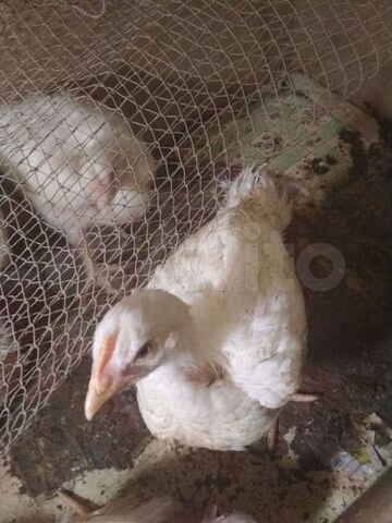 Цыплята бройлеры подрощенные