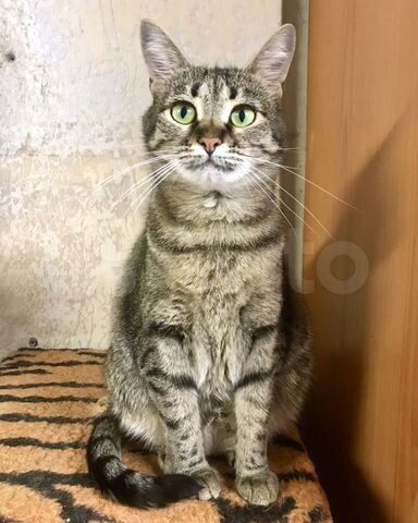 Кошечка Тайра в добрые руки