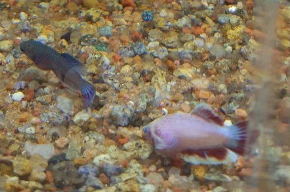 Дамбо. Самки петушков