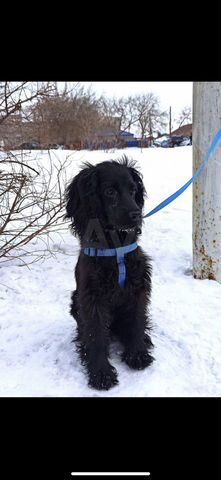 Коккер спаниель англ