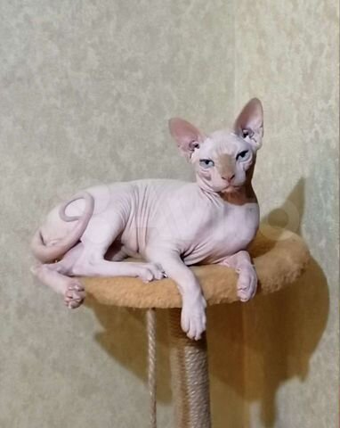 Канадский сфинкс вязка