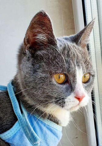 Кошки в добрые руки