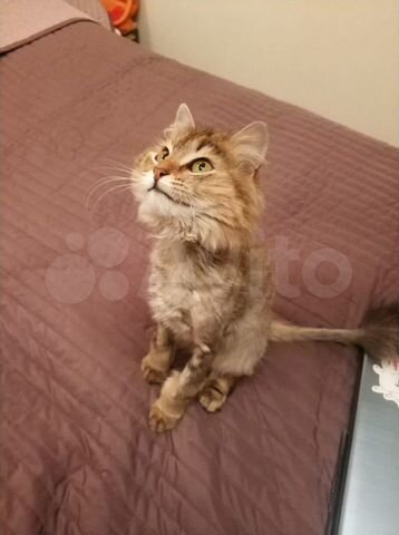 Кошка Карамелька