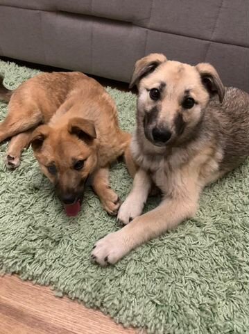 Щенки в добрые руки, в дар